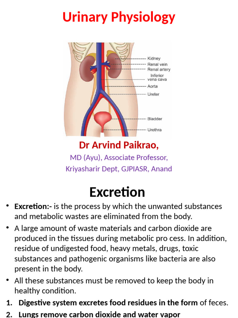 Urinary Physiology and Kidney Functions | PDF | Kidney | Urinary System