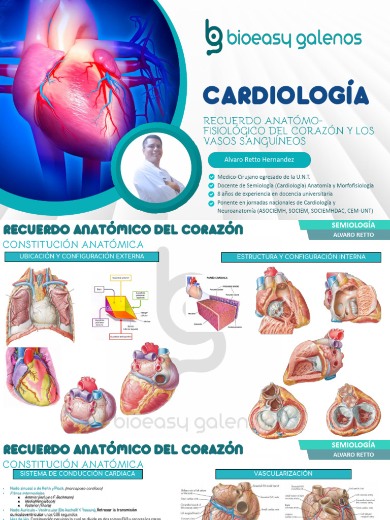 Cardiología - Semiología Fase 1 | PDF | Corazón | Legumbres