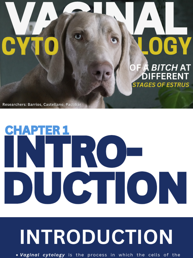 Vaginal Cytology in Canine Estrous Cycle | PDF | Reproduction | Zoology