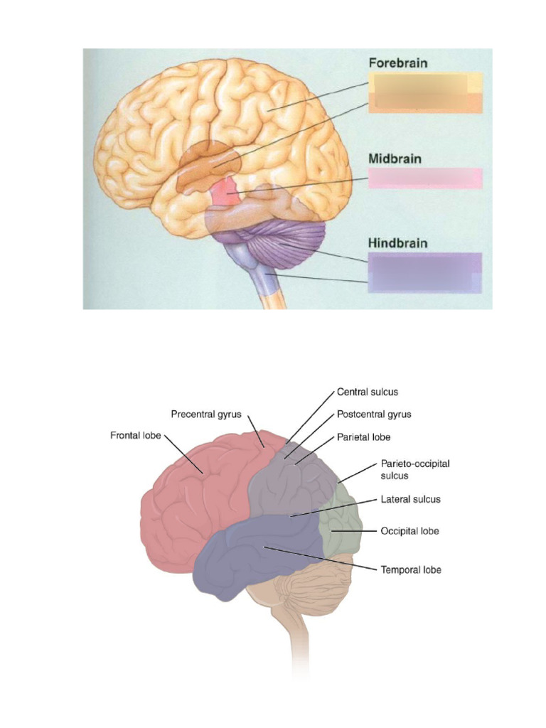 L1 Development Brain Divisions Sheet | PDF