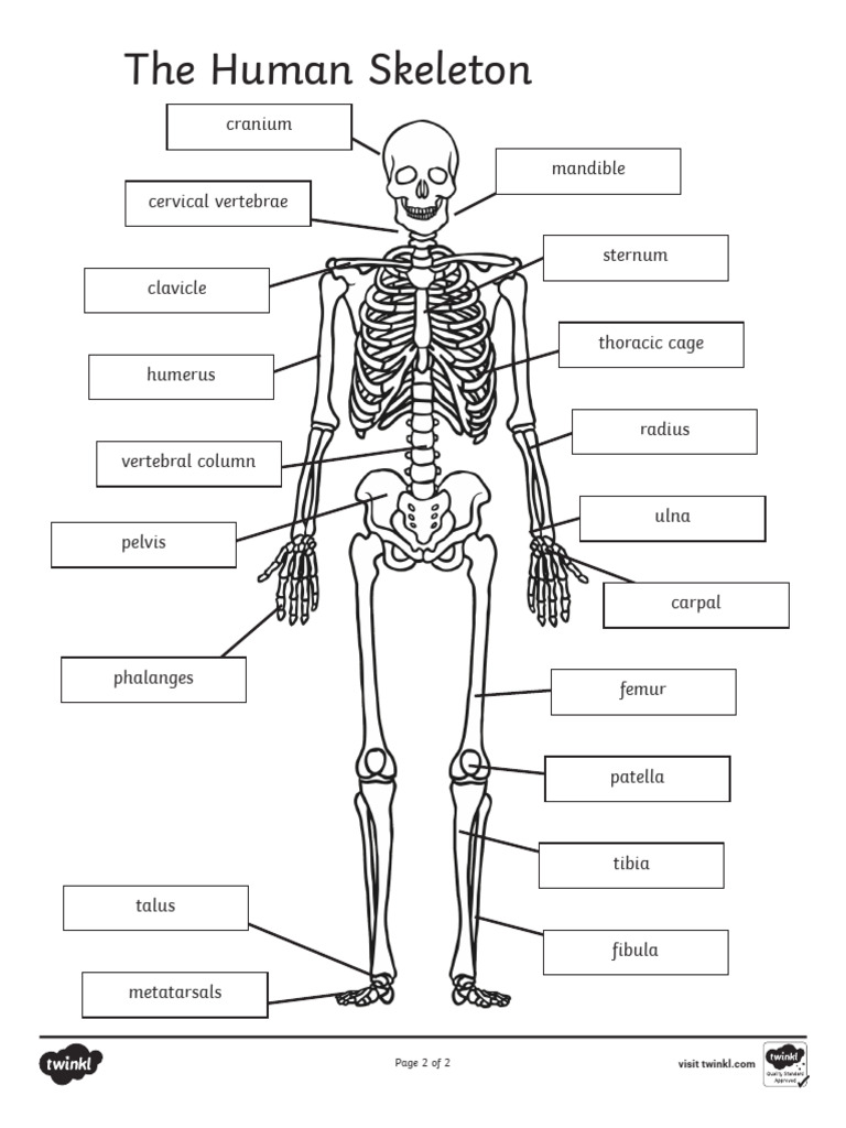 Human Skeleton Anatomy Overview | PDF