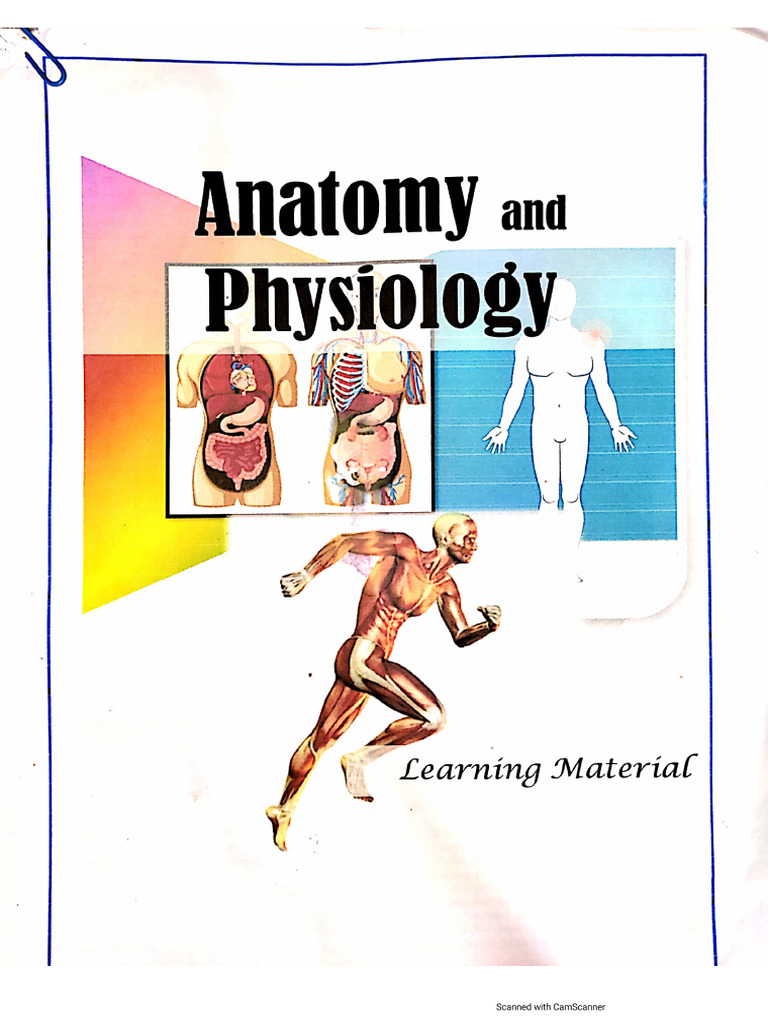 Anaphy 1st Sem | PDF