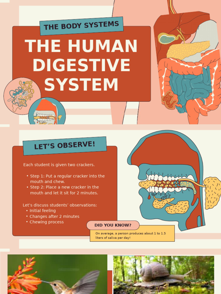 The Digestive System Science Educational Presentation in Dark Orange ...