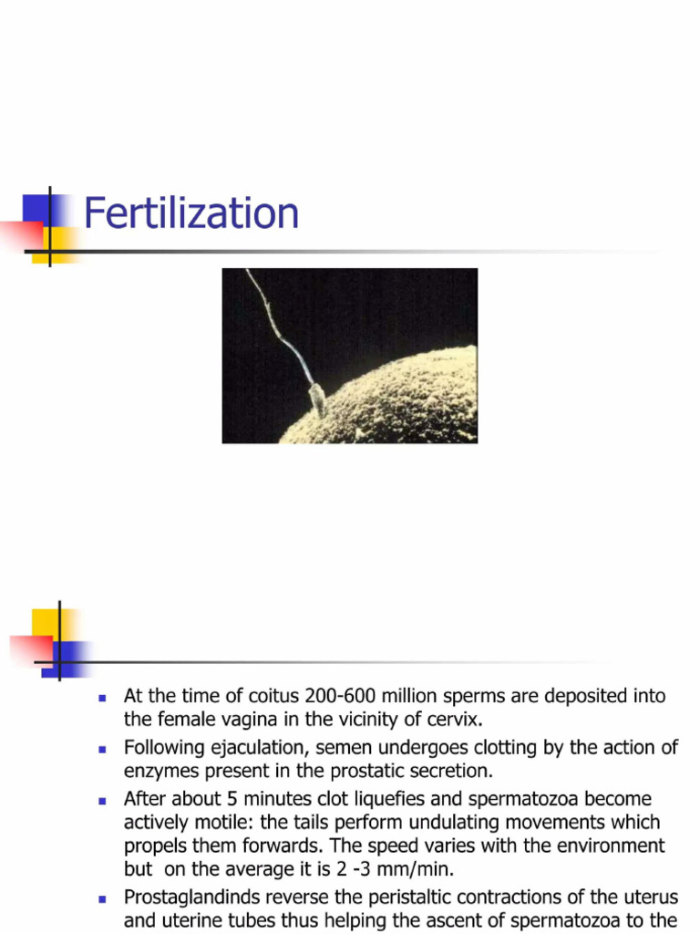 Fertilization | PDF