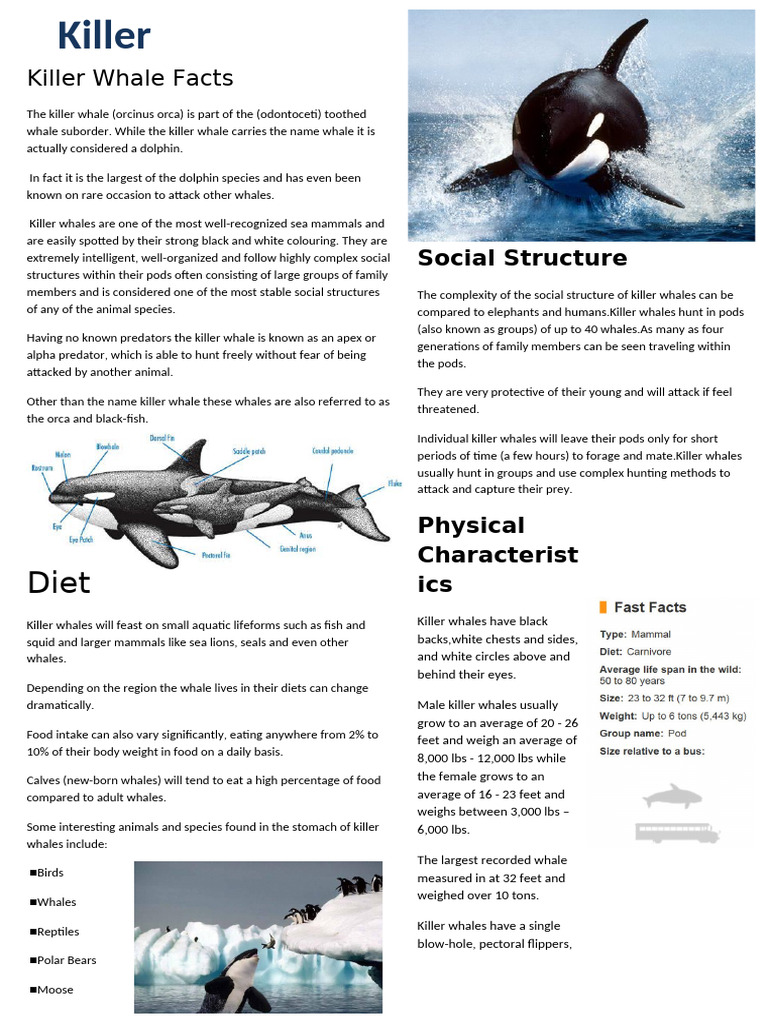 animal-fact-file-example-07.pdf.pptx | PDF | Whales | Predation