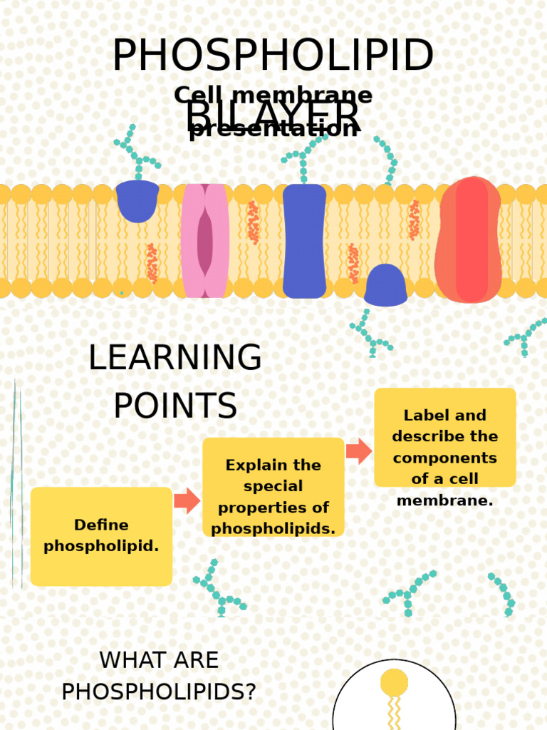 Cell Membrane Phospholipid Bilayer Biology Presentation in a Bold ...