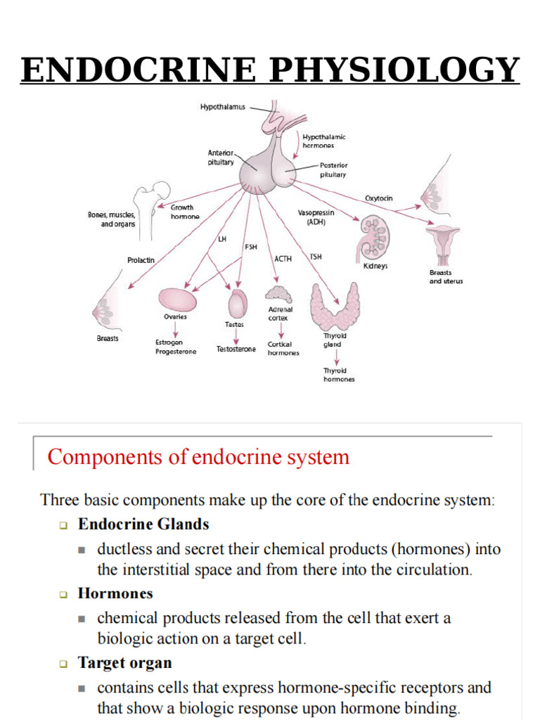 Endocrine Physiology Overview | PDF | Endocrine System | Insulin