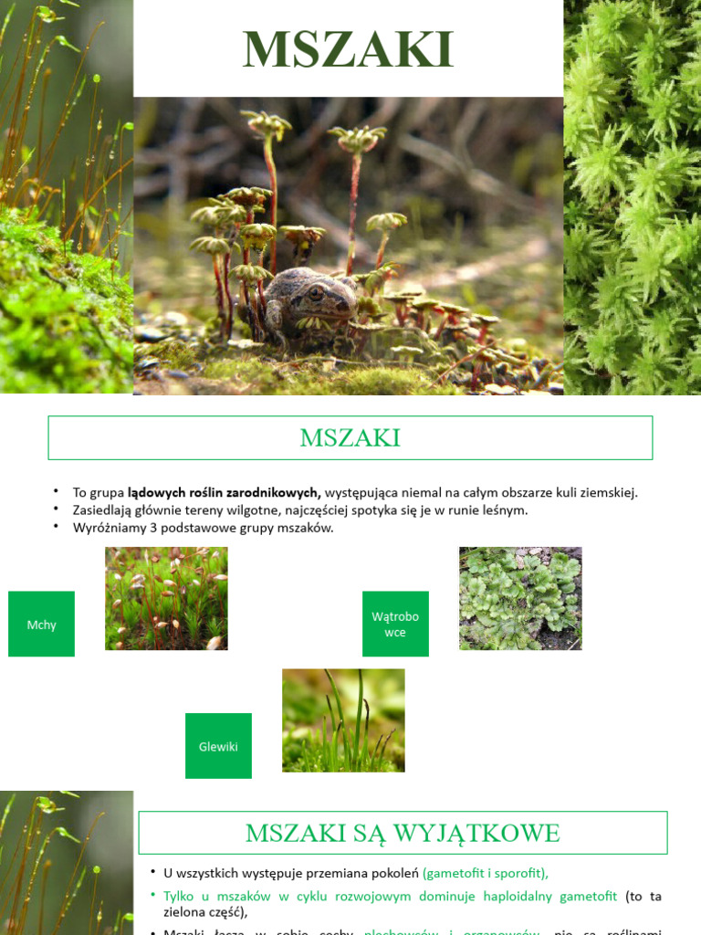 4 Mszaki I Paprotniki | PDF