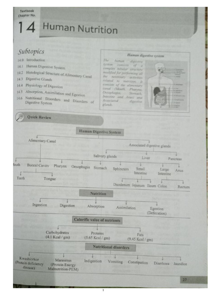 Human Nutrition CET | PDF