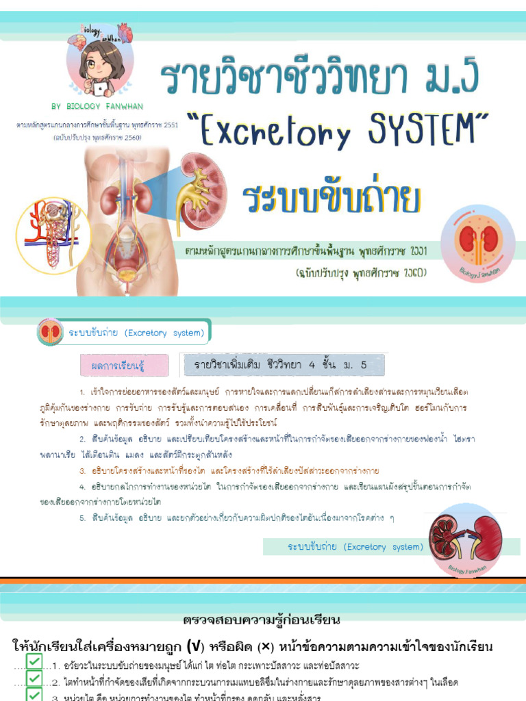 Slide Excretory System | PDF