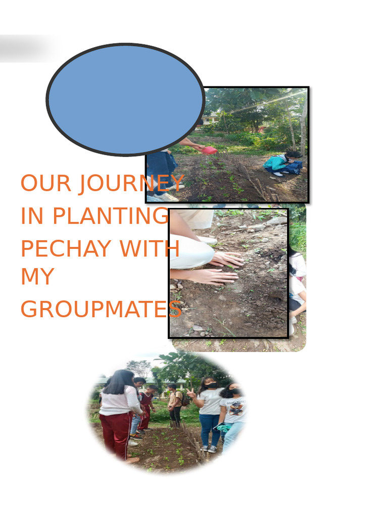 Pechay Planting Project | PDF