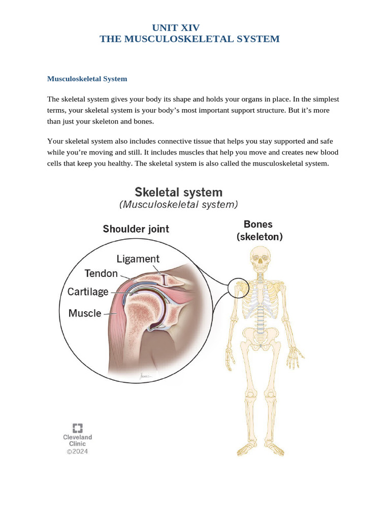 Overview of the Musculoskeletal System | PDF | Muscle | Skeleton