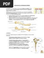 Anatomía del Húmero y sus Partes | PDF | Hombro | Sistema ...