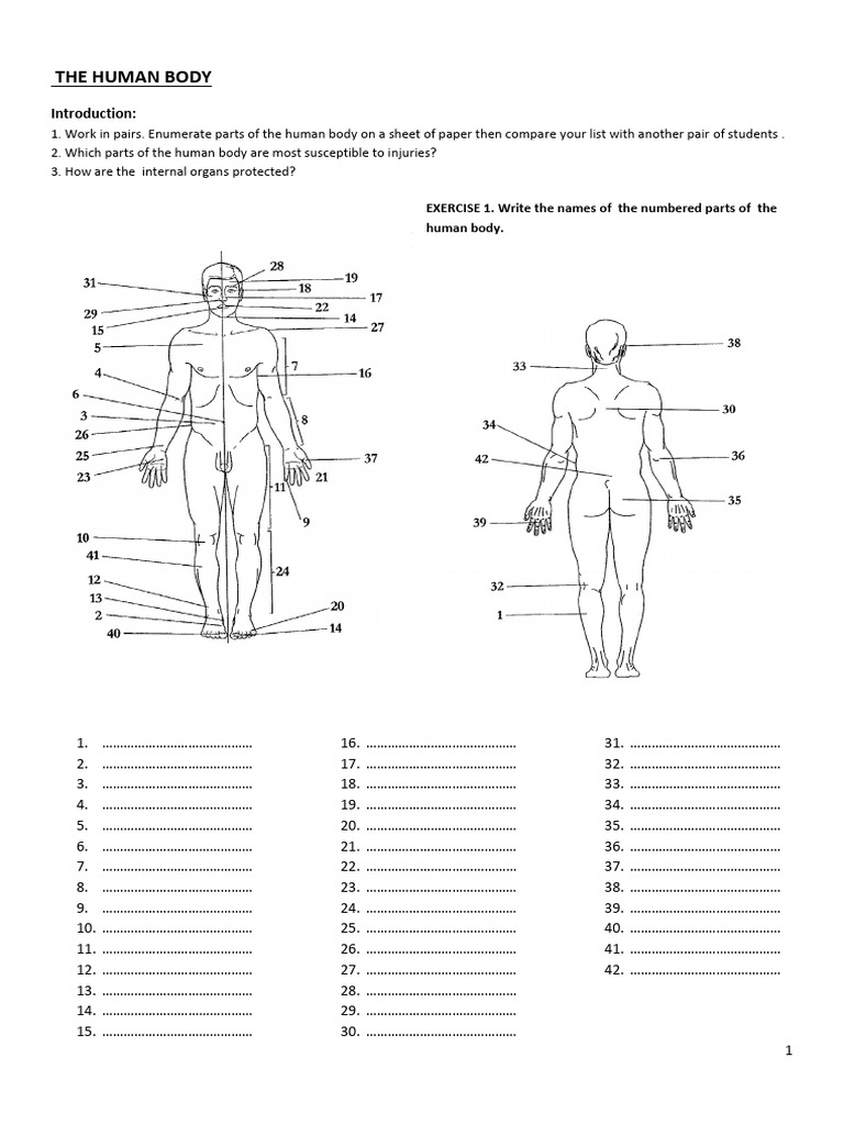 1 The - Human - Body 2024 - 2025 | PDF | Human Body | Thorax