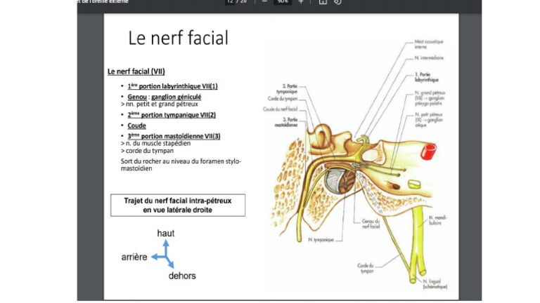 Nerf Facial | PDF