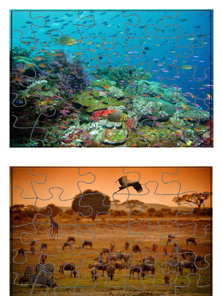 Puzzle Biodiversity | PDF