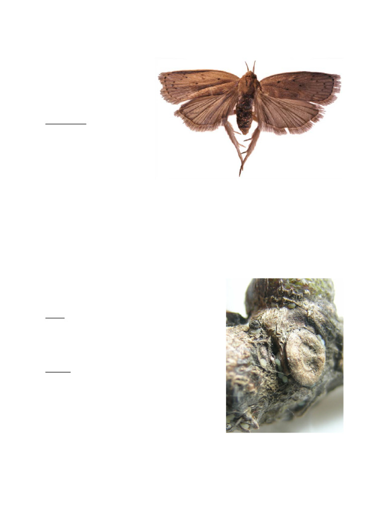 Stenoma Catenifer Datasheet - 2016 | PDF | Lepidoptera | Avocado