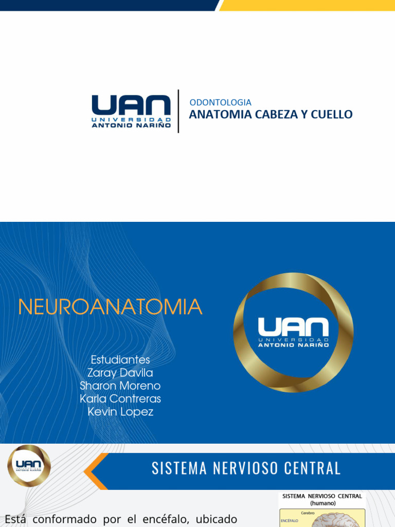 Anatomía del Sistema Nervioso Central | PDF | Fluido cerebroespinal ...