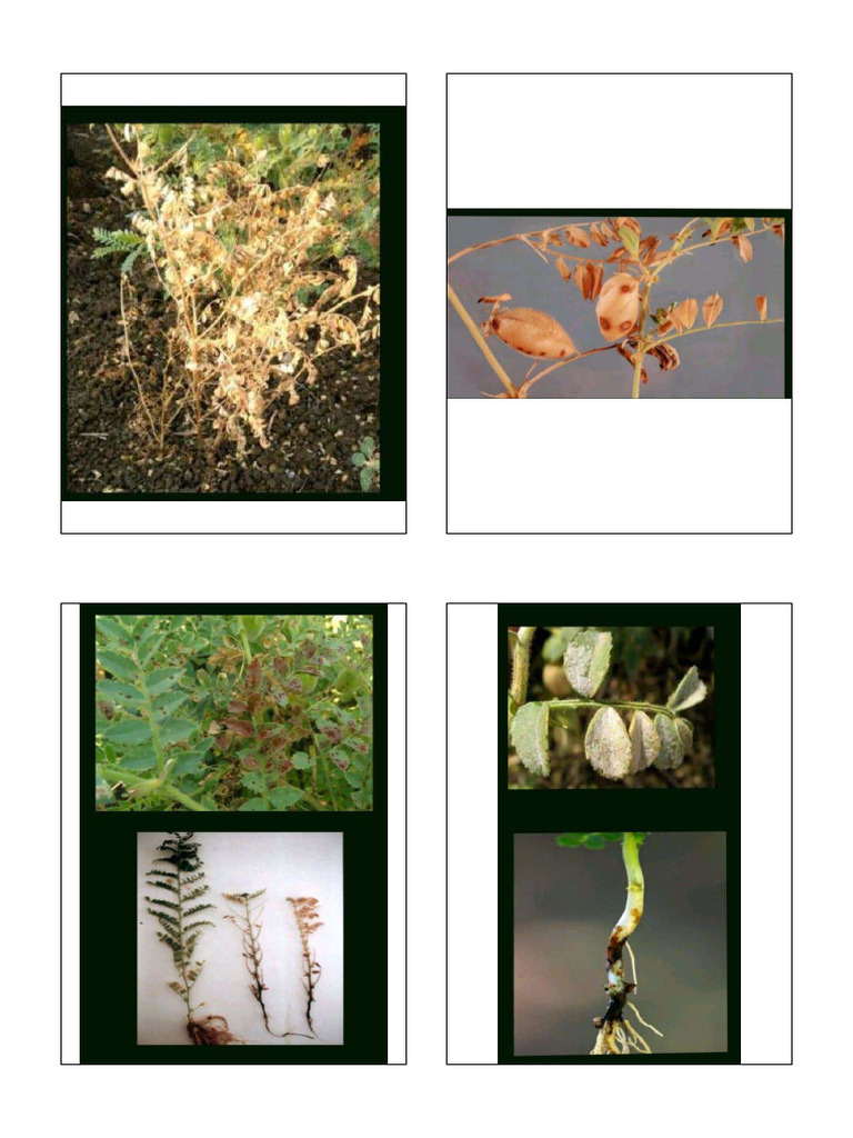 Pulses Crop | PDF