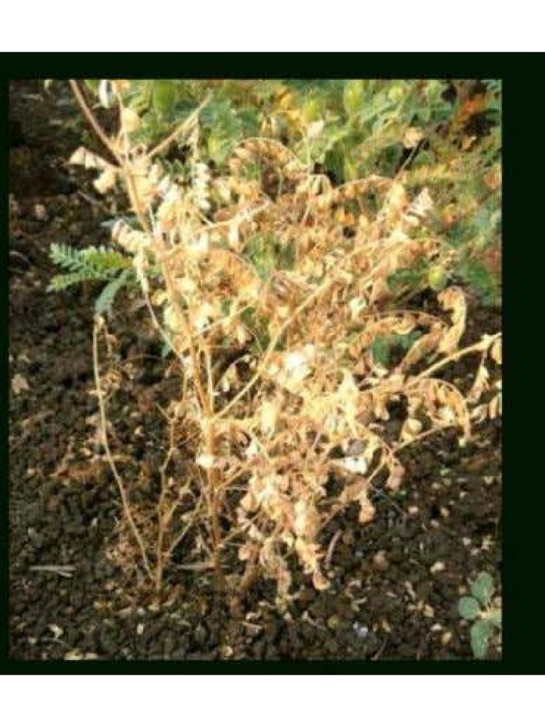 Pulses Crop | PDF