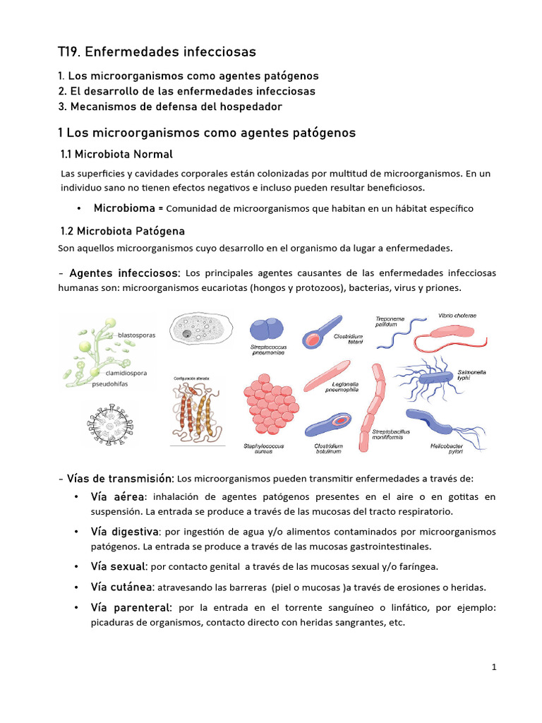 T19 Enfermedades Infecciosas | PDF | Sistema inmune | Infección