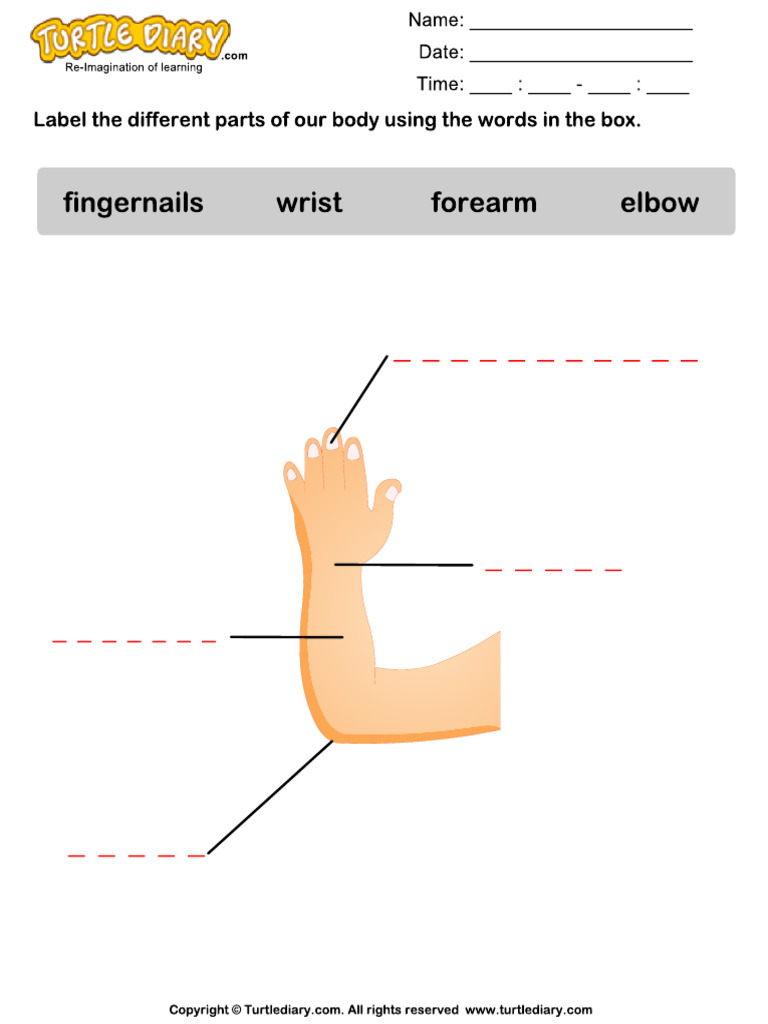 Human Hand Parts | PDF