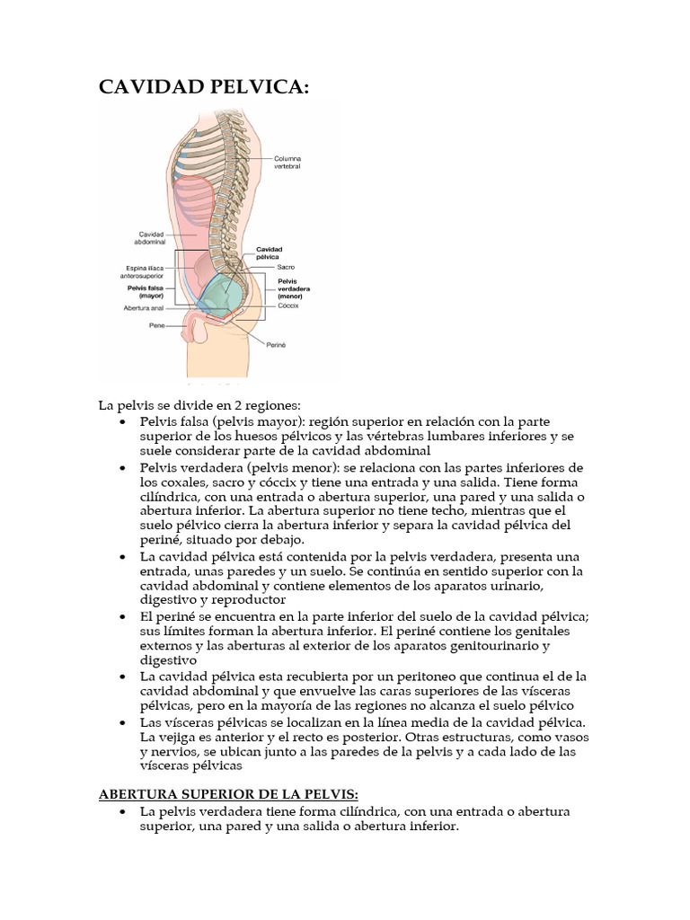 Anatomía de la Cavidad Pélvica | PDF | Pelvis | Abdomen