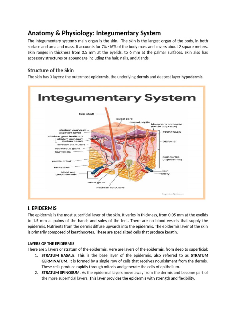 ANATOMY and PHYSIOLOGY INTEGUMENTARY SYSTEM | PDF | Epidermis | Skin
