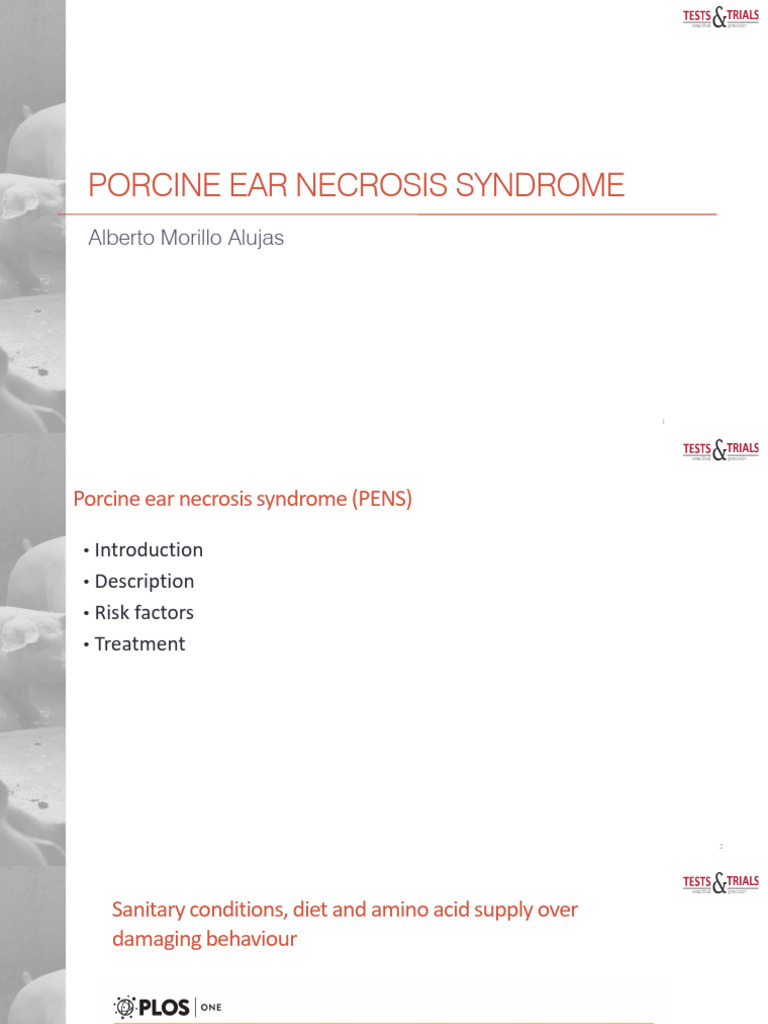Ear Necrosis Version 130924 | PDF | Tryptophan | Pig