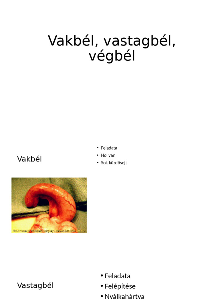 Vakbél, Vastagbél, Végbél | PDF