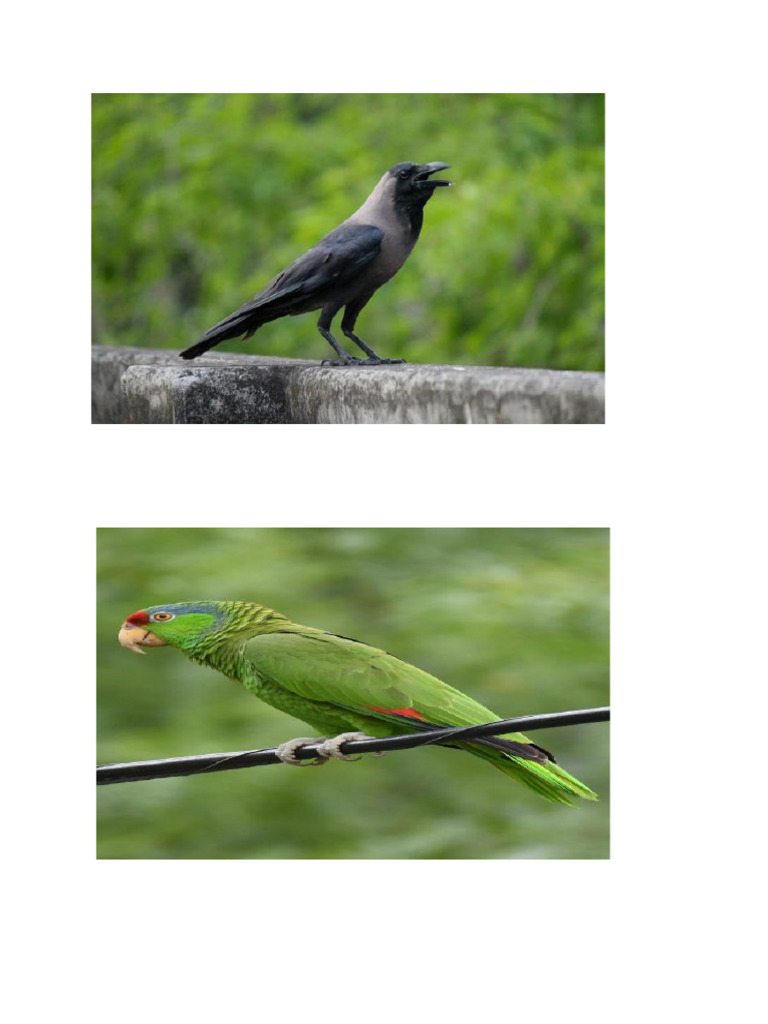 Birds | PDF