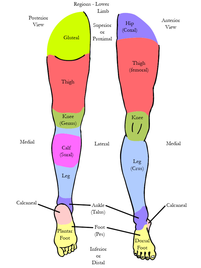 Lower Limb Anatomy: Views & Structures | PDF | Pelvis | Human Leg
