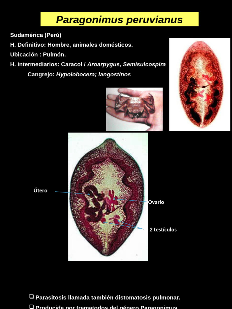 Paragonimus Peruvianus | PDF