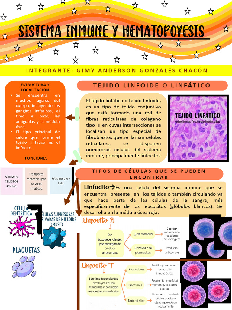 Hematopoyesis Histologia | PDF | Linfocitos | Sistema linfático