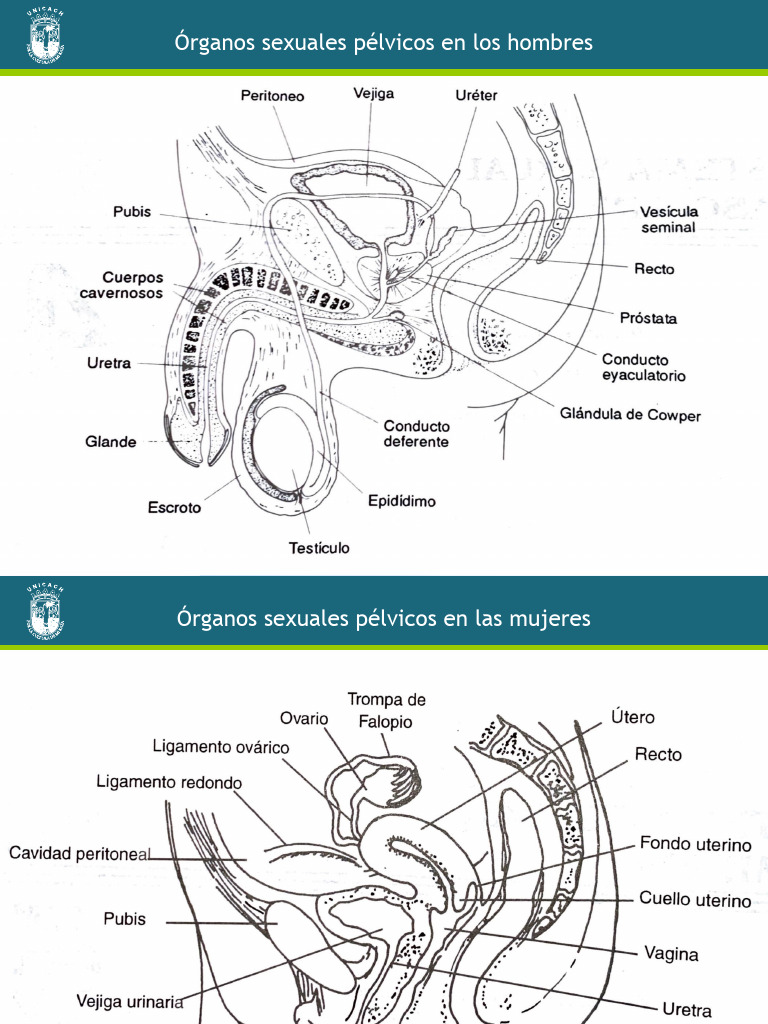 Esquema Organos Sexuales Pélvicos. | PDF