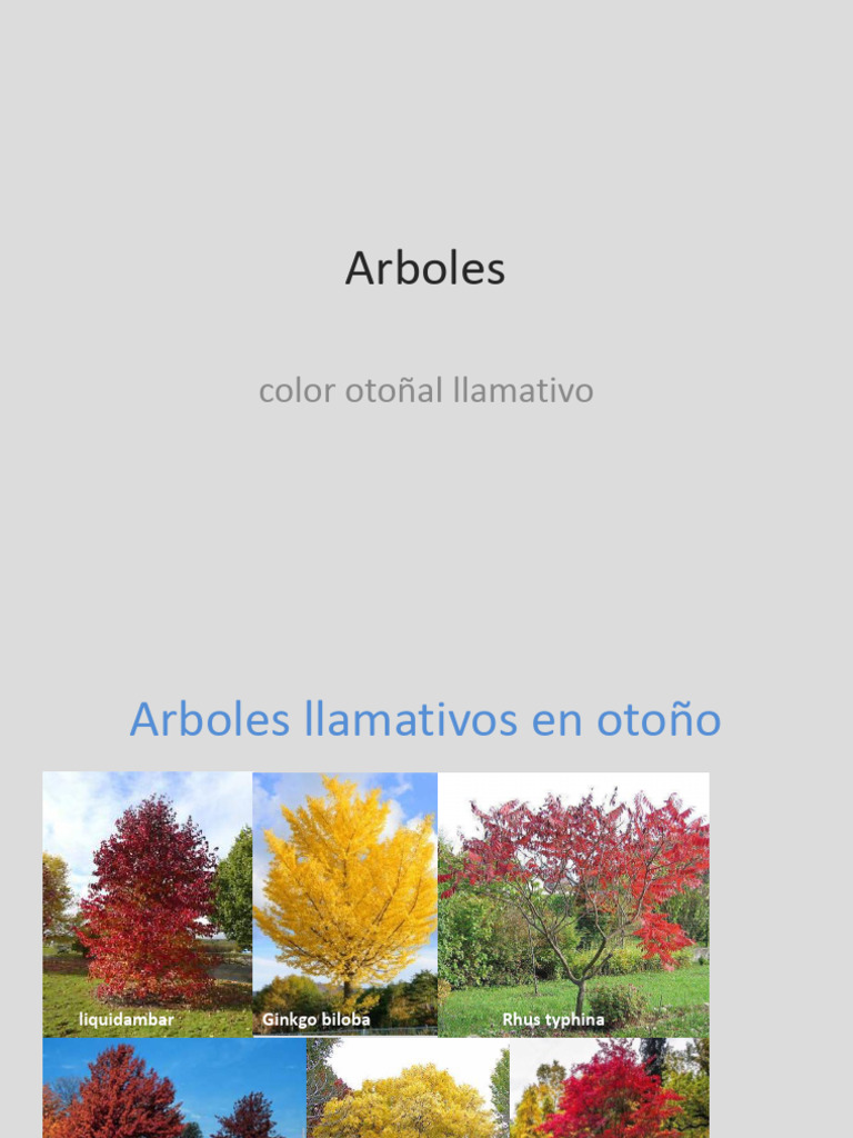 Arboles Colores Otoñales Llamativos | PDF | Roble | Hoja