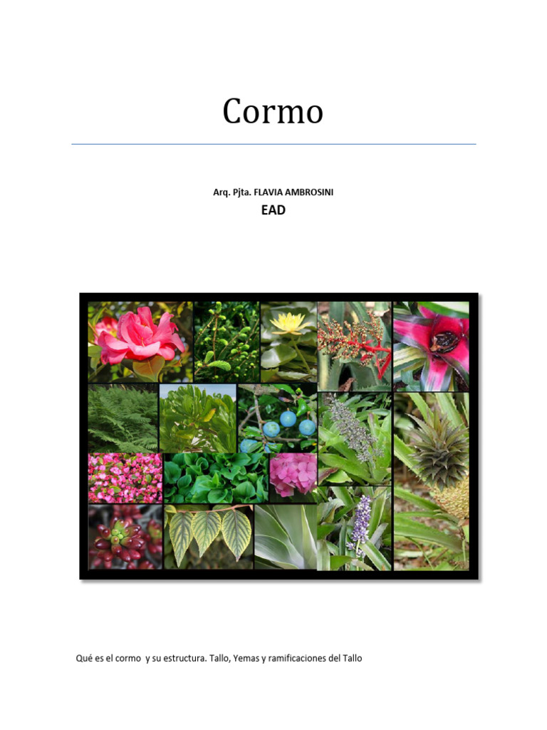 Estructura Del Cormo - Yemas.Ramificaciones-2 | PDF | Tallo de la ...