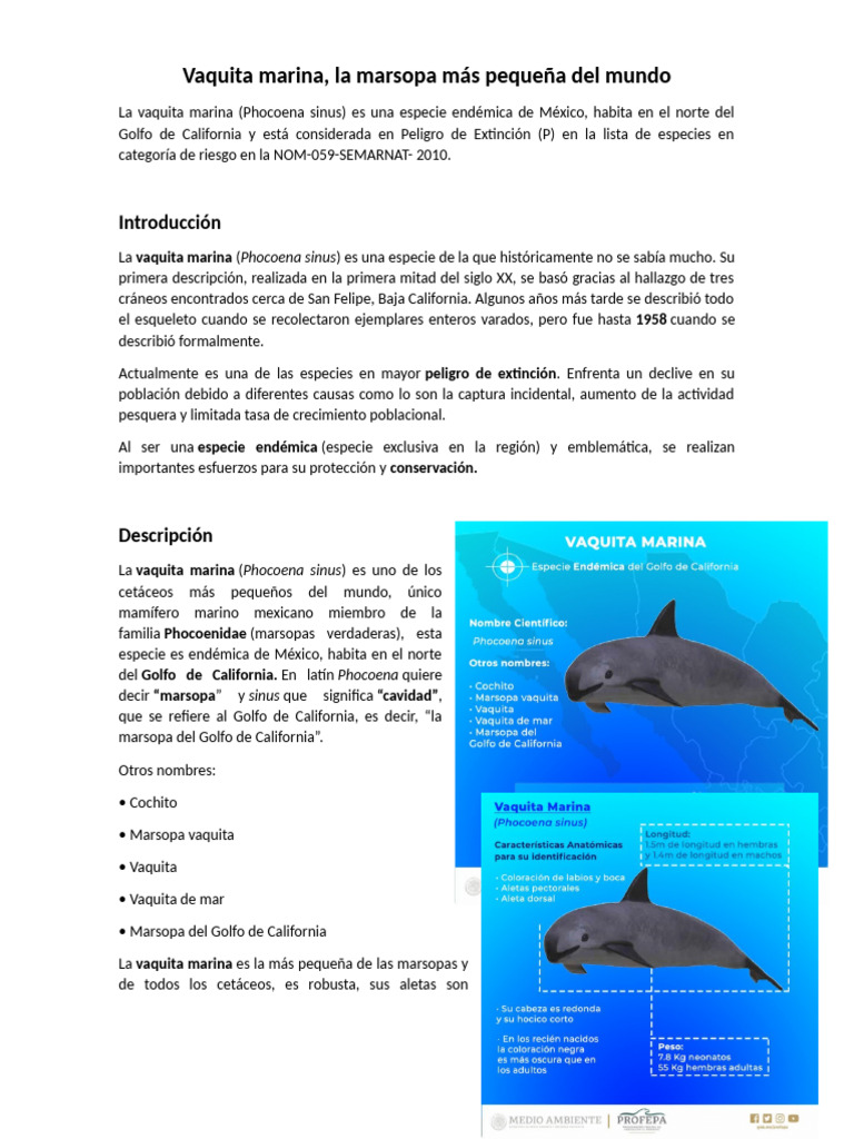 Vaquita marina: la marsopa en peligro | PDF