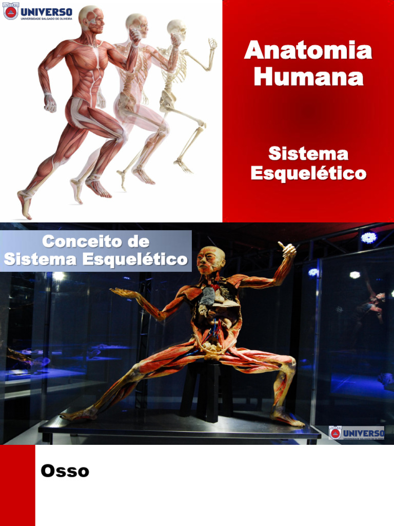 Aula 2 - Sistemas EsquelÃ© Tico - Completo | PDF | Osso | Esqueleto