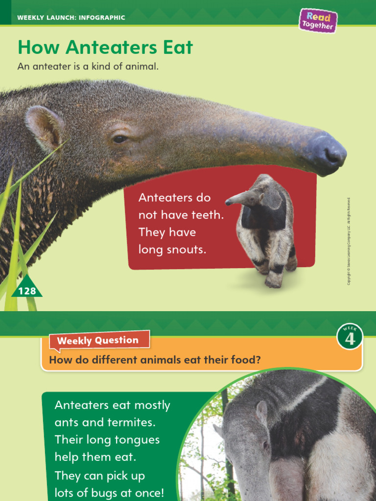 Student Interactive U2 Week 4 | PDF | Phonics | Plural