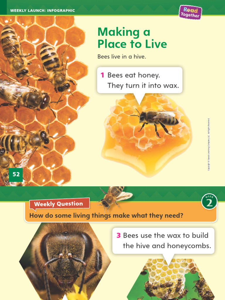 How Bees Make Honey | PDF | Phonics | Honey