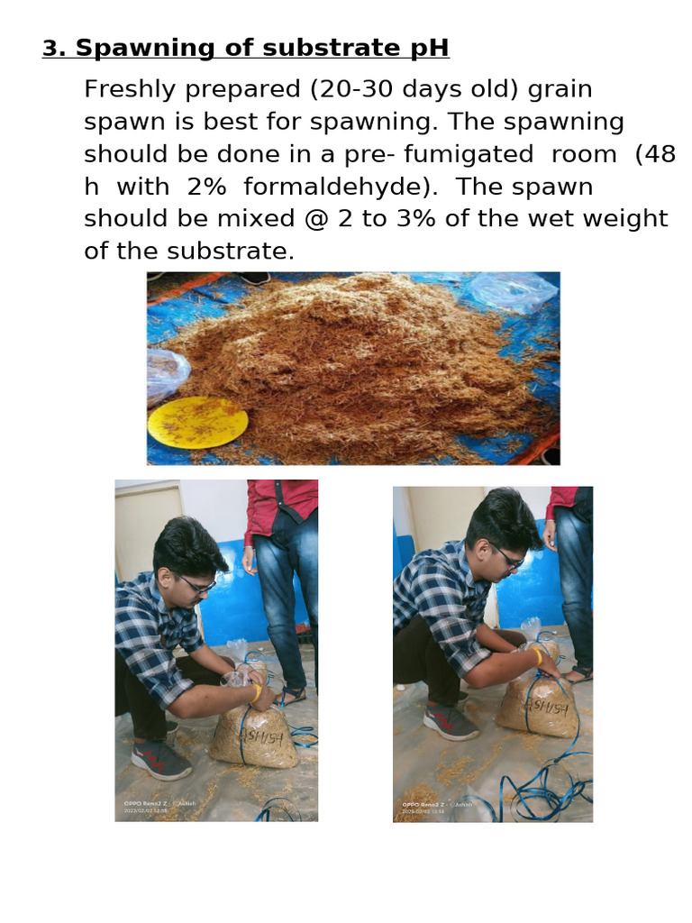 Substrate Spawning Techniques for Mycology | PDF