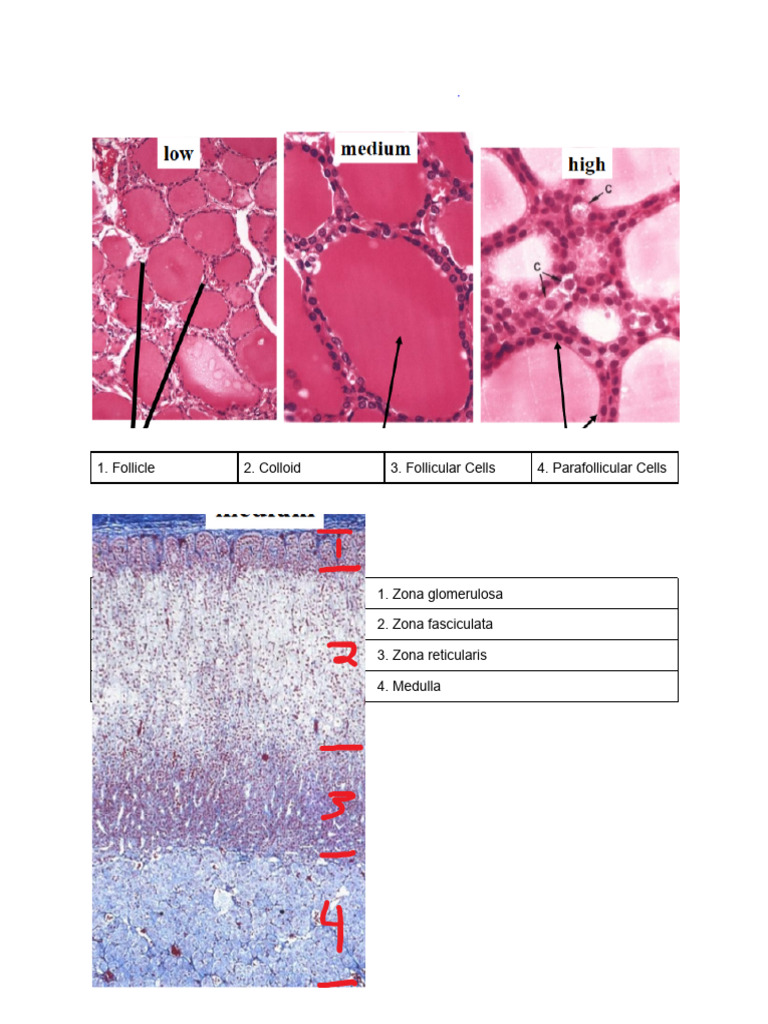AP 2 Lab Exam 1 Histology | PDF