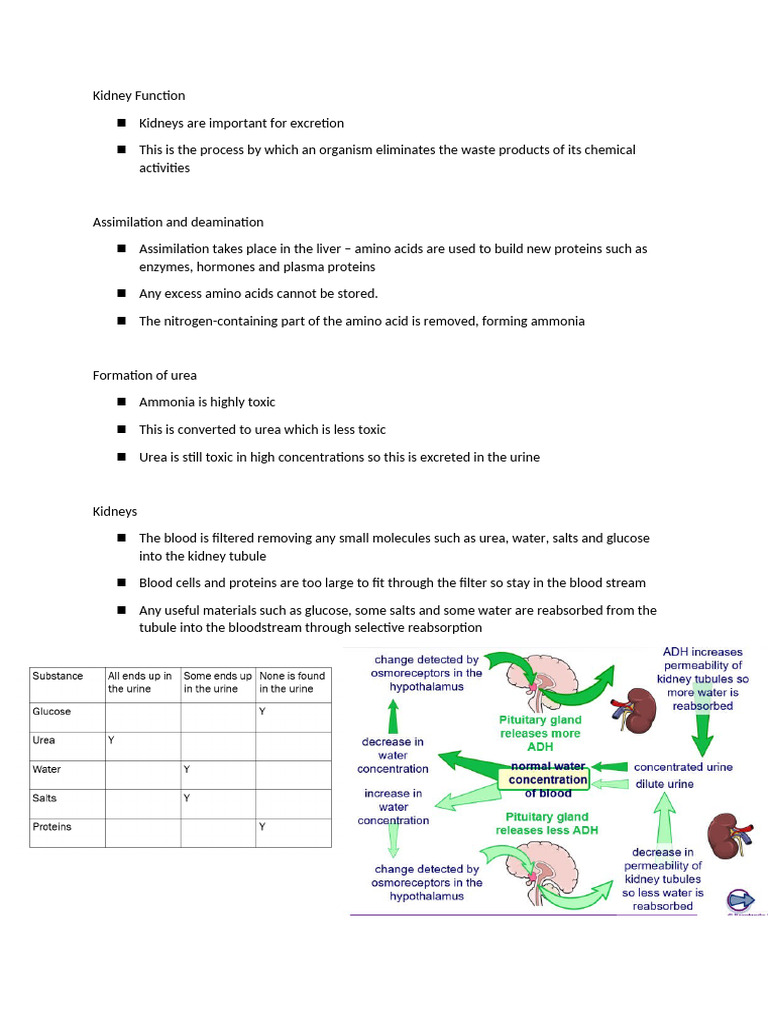 Kidney Function | PDF