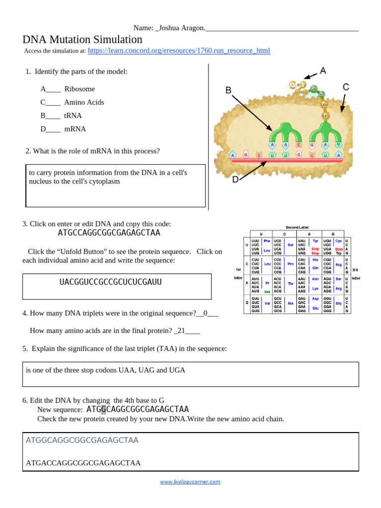 DNA Mutation Simulation Worksheet (1) (2) | PDF | Genetic Code | Dna