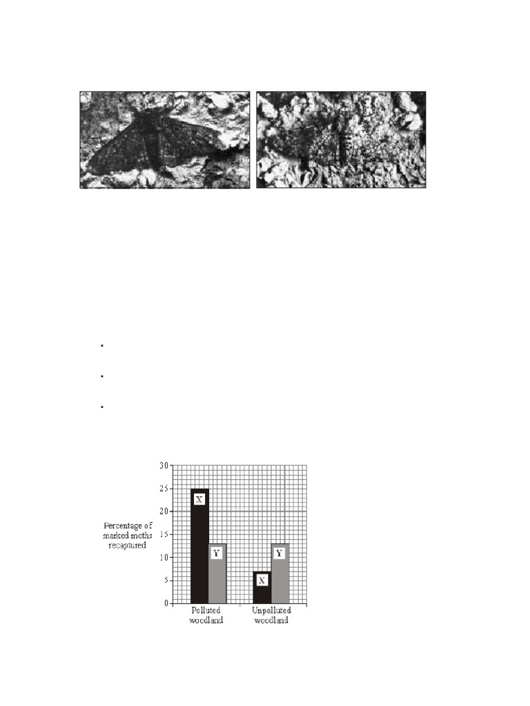 Peppered Moth - Speciation - Questions | PDF | Molecular Biology | Biology