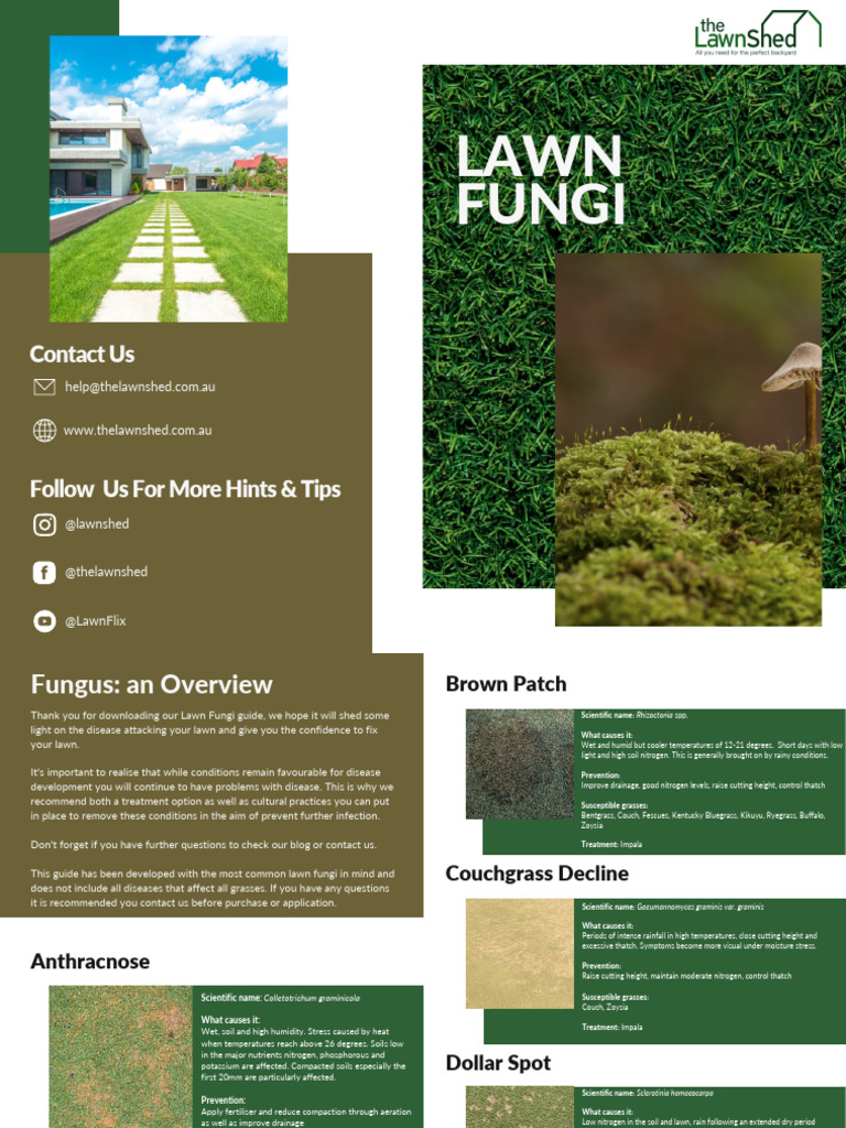 Fungi Brochure | PDF | Botany | Plants
