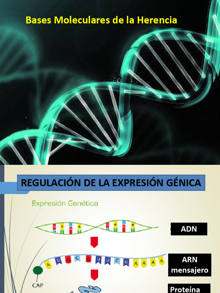 Bases Moleculares de La Herencia | PDF | Gene | Mutación