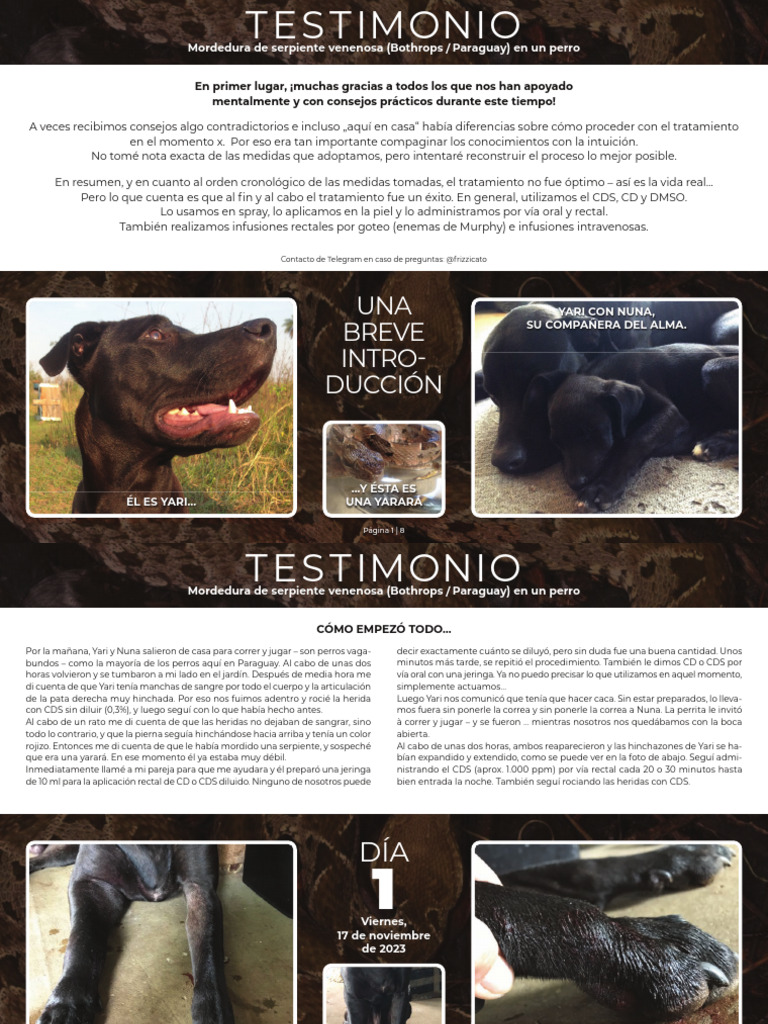 0 Mordedura de Serpiente Venenosa en Un Perro Testimonio Nov2023 | PDF ...