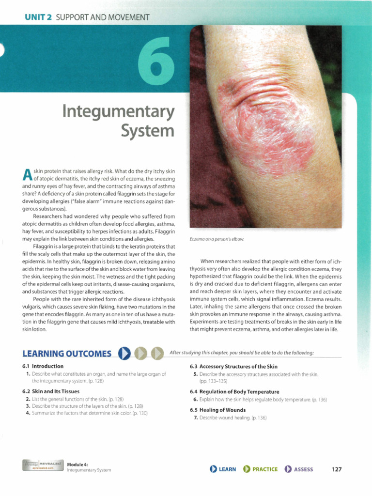 Integumentary System Chapter 6 Pdf